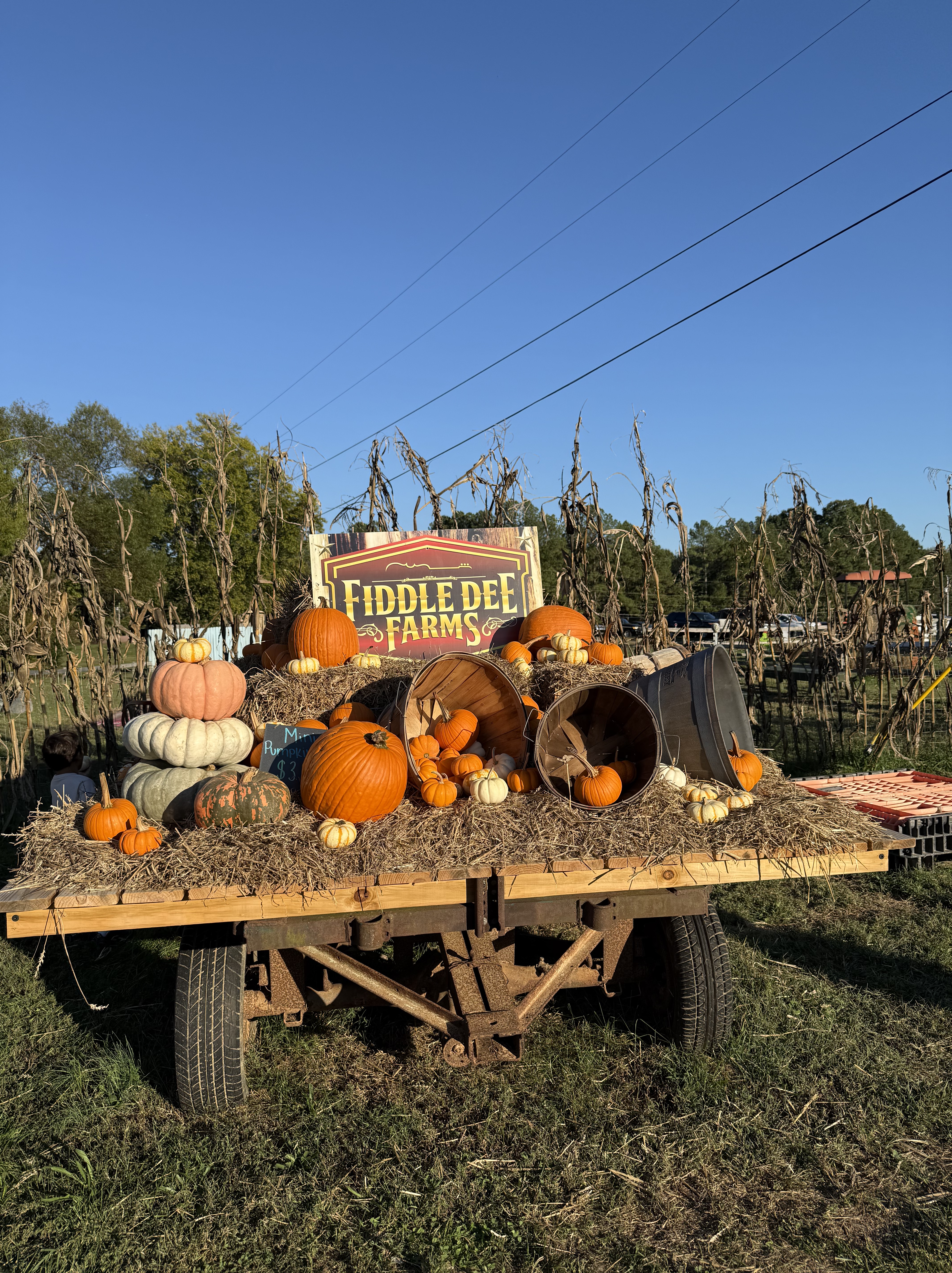 Shuckles Corn Maze & Pumpkin Patch Review! – Pop Blitz Magazine